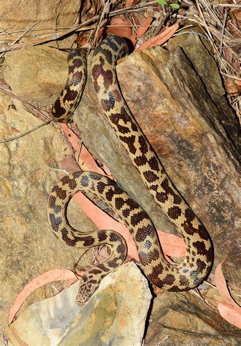 Spotted Python Antaresia Maculosa James Earl Lookout Are Flickr