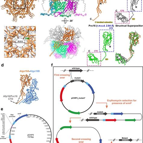 Identification And Characterization Of A Contractile Injection System Download Scientific