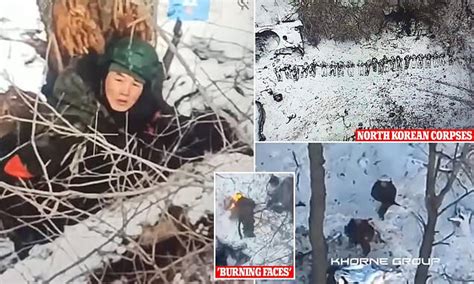 Massacre Of The North Koreans On Putins Meat Grinder Frontline Bodies