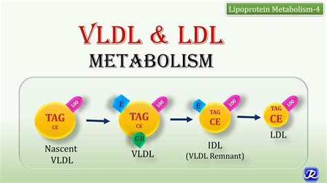 Vldl Metabolism