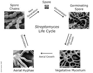 Skeptic Wonder Public Apology To Prokaryotes