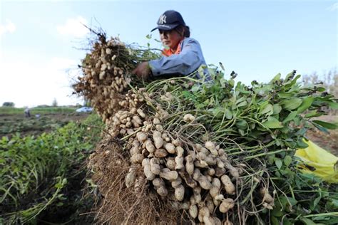China Produces World Record Peanut Test Crop Amid National Food Security Push South China