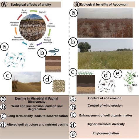 Multiscale Responses To Combined Drought And Salinity Stress In