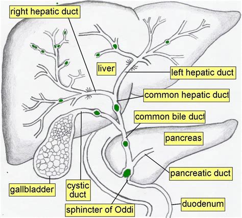 Biliary Disease Amboss Rotation Prep