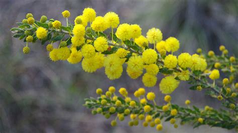 Geography Blog Australias National Floral Emblem