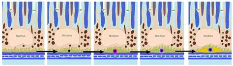 Model Of Sub Rpe Deposit Formation Graphical Overview Of The Proposed