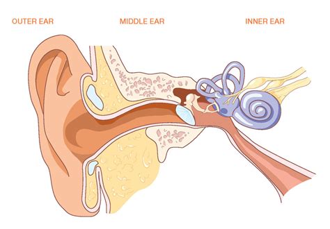 Ap Psych Ear Table Diagram Quizlet