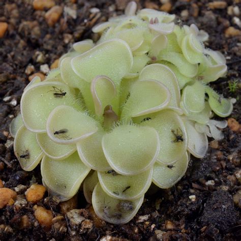 Pinguicula Rotundiflora Diflora
