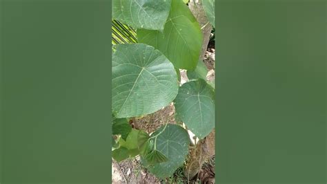 කෙන්ද ගස Youtube