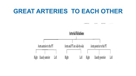 Sequential Segmental Analysis Pptx Heart And Cardiovascular