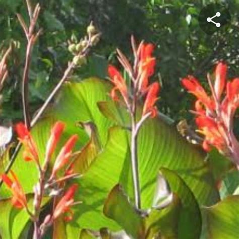 Jual Bibit Tanaman Hias Dan Pangan Ganyong Canna Discolor Shopee Indonesia