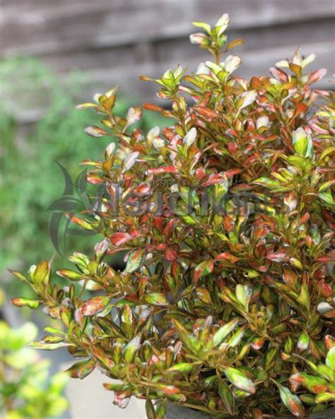 Coprosma Evening Glow Pbr Van Vliet New Plants