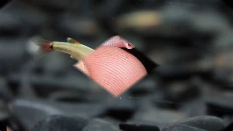 5 ყველაზე პატარა ცხოველი მსოფლიოში Youtube