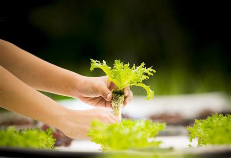 Indoor Hydroponic Gardening Ideas Tips Techniques Gardening Tips