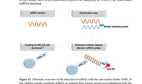 Figure A1 Schematic Overview Of The Detection Of Mirna With The