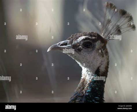 A Closeup Portrait Shot Of The Peacock With The Some Reflections On The