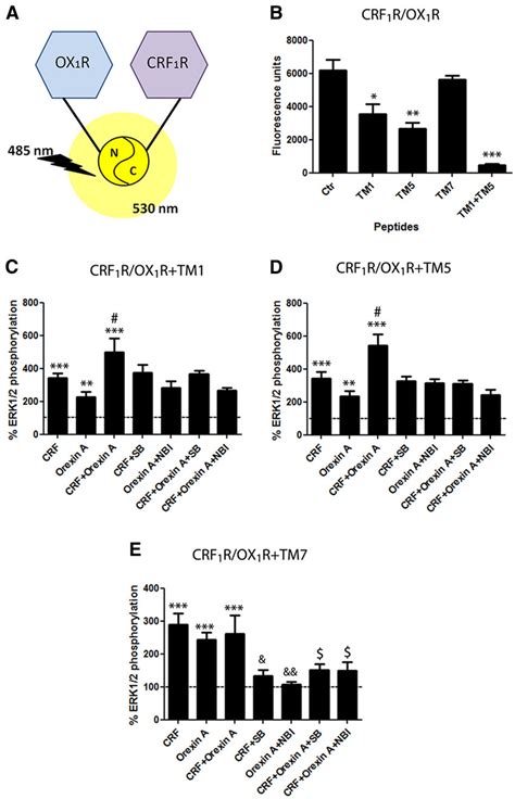 Effect Of Interfering Synthetic Peptides On The Structure And Function Download Scientific