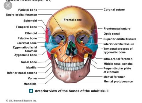 Pin By Jane Castro On Anatomiassss Palatine Bone Sutures Head And Neck