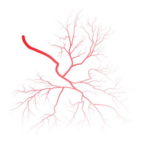 60 Segmental Artery Illustrations Illustrations Royalty Free Vector Graphics And Clip Art Istock