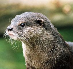 Otter ModDB