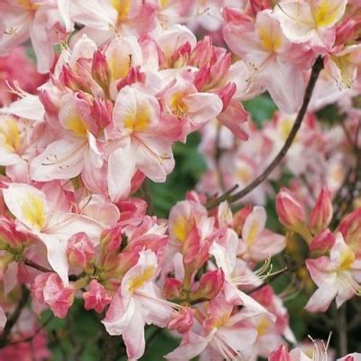 Рододендрон (Азалия) Сатоми: описание сорта, характеристики ...