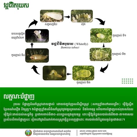 សត្វ«រុយស កំពុងវាយលុកខេត្តចំនួន៣ នៅជាប់ព្រំដែនកម្ពុជា វៀតណាម ដែលបង្កការលំបាកដល់ប្រជាកសិករ