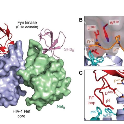 nef homodimer interface from the x ray crystal structure in complex
