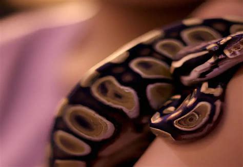 does my ball python like me