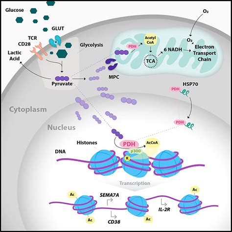 Pyruvate Metabolism Controls Chromatin Remodeling During Cd4 T Cell Activation Cell Reports