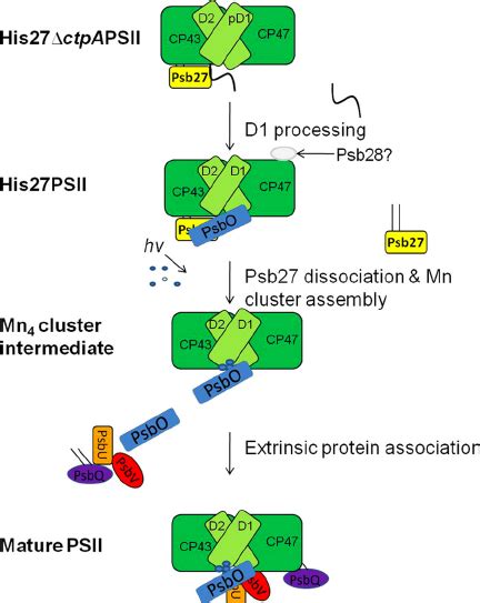 A Schematic Model For Psii Assembly The Core Membrane Proteins Are