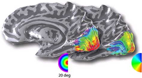 Ventral And Dorsal Streams Of Visual Information Introduction To Neuroscience