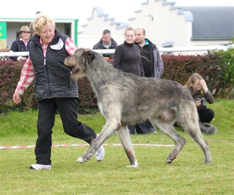 The Irish Wolfhound Reviews Real Reviews From Real People