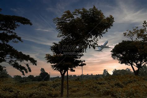 Flying Trees Images Hd Pictures For Free Vectors Download