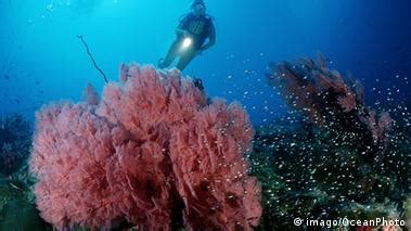 First Organisms To Have Had Sex Discovered DW 08 05 2015