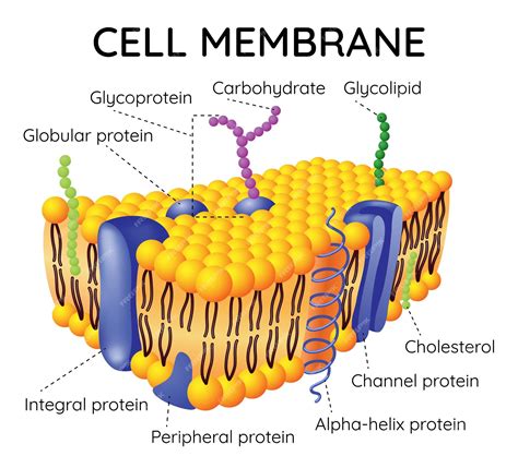 Structure Anatomique De La Membrane Cellulaire étiquetée Schéma éducatif Avec Protéine Intégrale