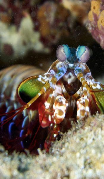 Carpe Diem Maldives Cruises Unforgettable Adventures