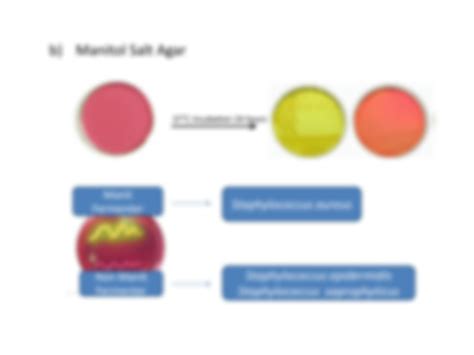 Solution Isolation And Identification Of Staphylococcus Sp And