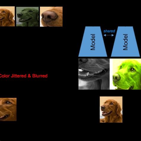 Self Supervised Vision Models Learning From A A Single Image And B Download Scientific