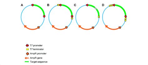 Schematic Illustration Of Alternative Plasmid Dna Template Designs For