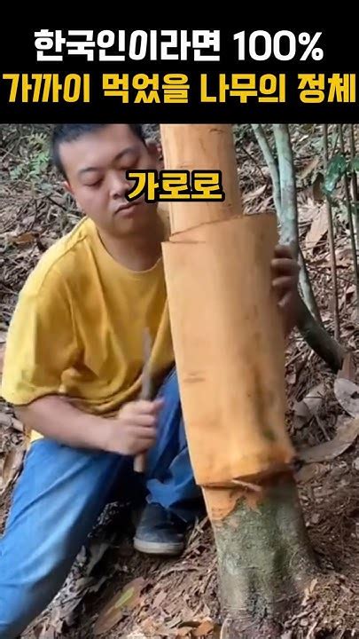 나무껍질을 벗겨야 먹을 수있는 이유 Youtube