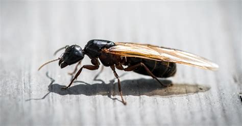 Winged Carpenter Ants