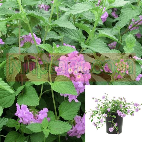 Lantana Trailing Lavender Plant Light Purple Montevidensis Live Plant Nnplant
