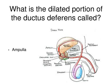 male reproductive structure diagram vas deferens seminal ves