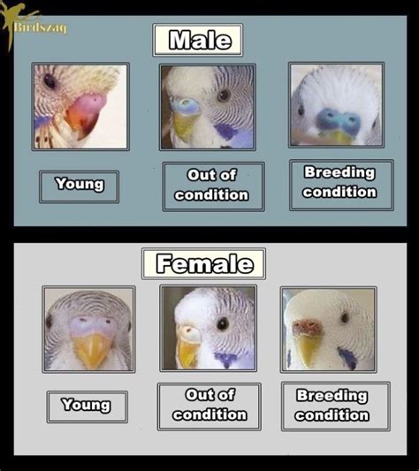Budgie Breeding Parakeet Gender Chart Infographic Chart Design
