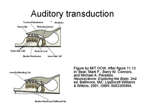 Auditory Transduction Figure By Mit Ocw After Figure