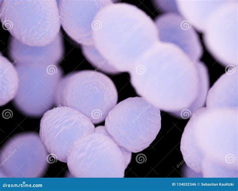 Enterococcus Bacteria Medically Accurate 3d Illustration