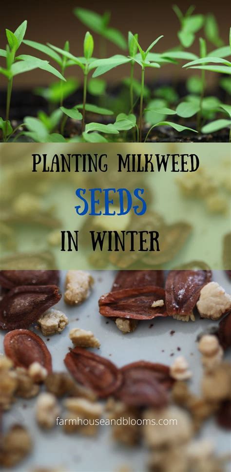 Milkweed Plant How To Grow Artofit