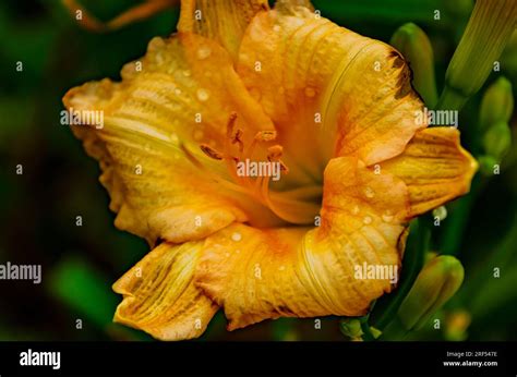An Orange Daylily Hemerocallis Fulva Is Pictured May 11 2023 In