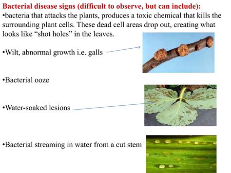 Signs And Symptoms Of Plant Disease Pptx