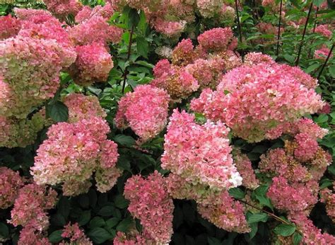 Гортензия метельчатая Строберри Блоссом: купить саженцы Hydrangea ...
